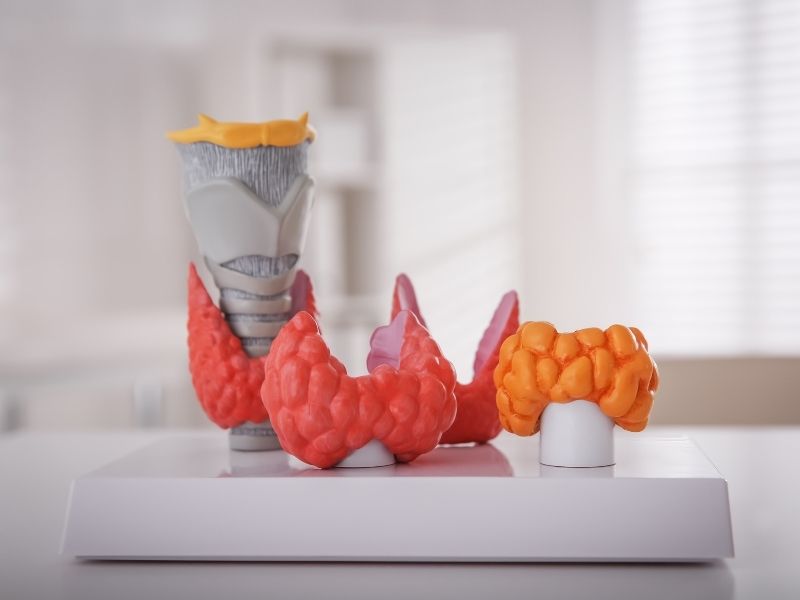 Tiroid Kanseri Tedavisi - Antalya Genel Cerrahi Uzmanı